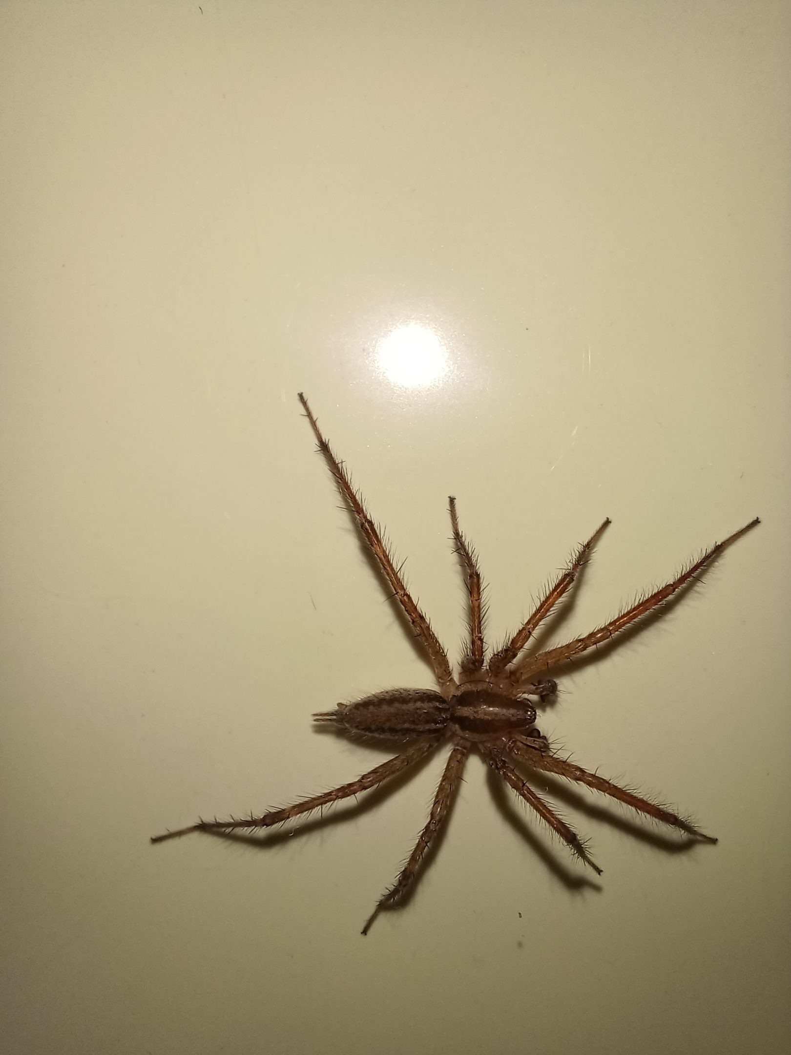 USA Spider Identification - USA Spiders