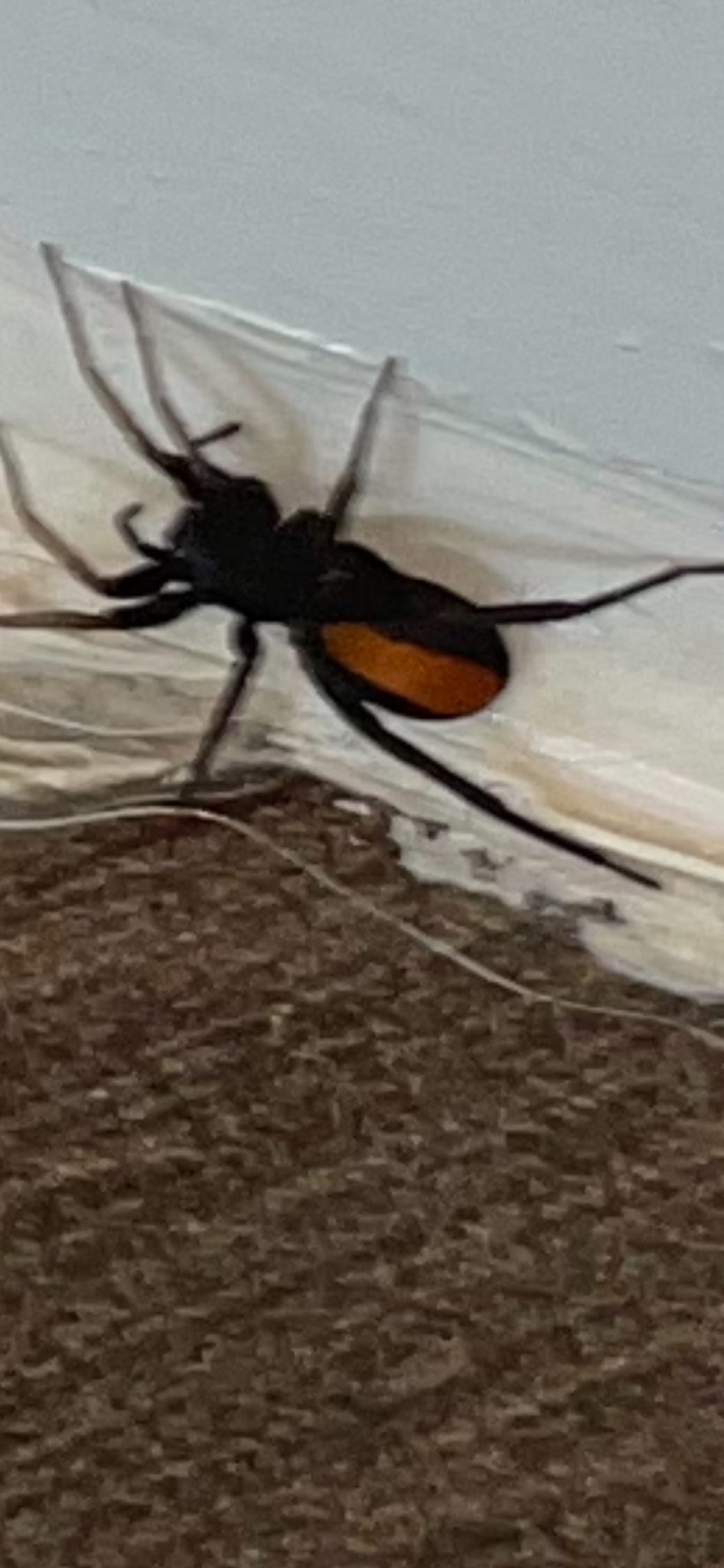 Castianeira Descripta - Red-Spotted Ant Mimic Spider - USA Spiders