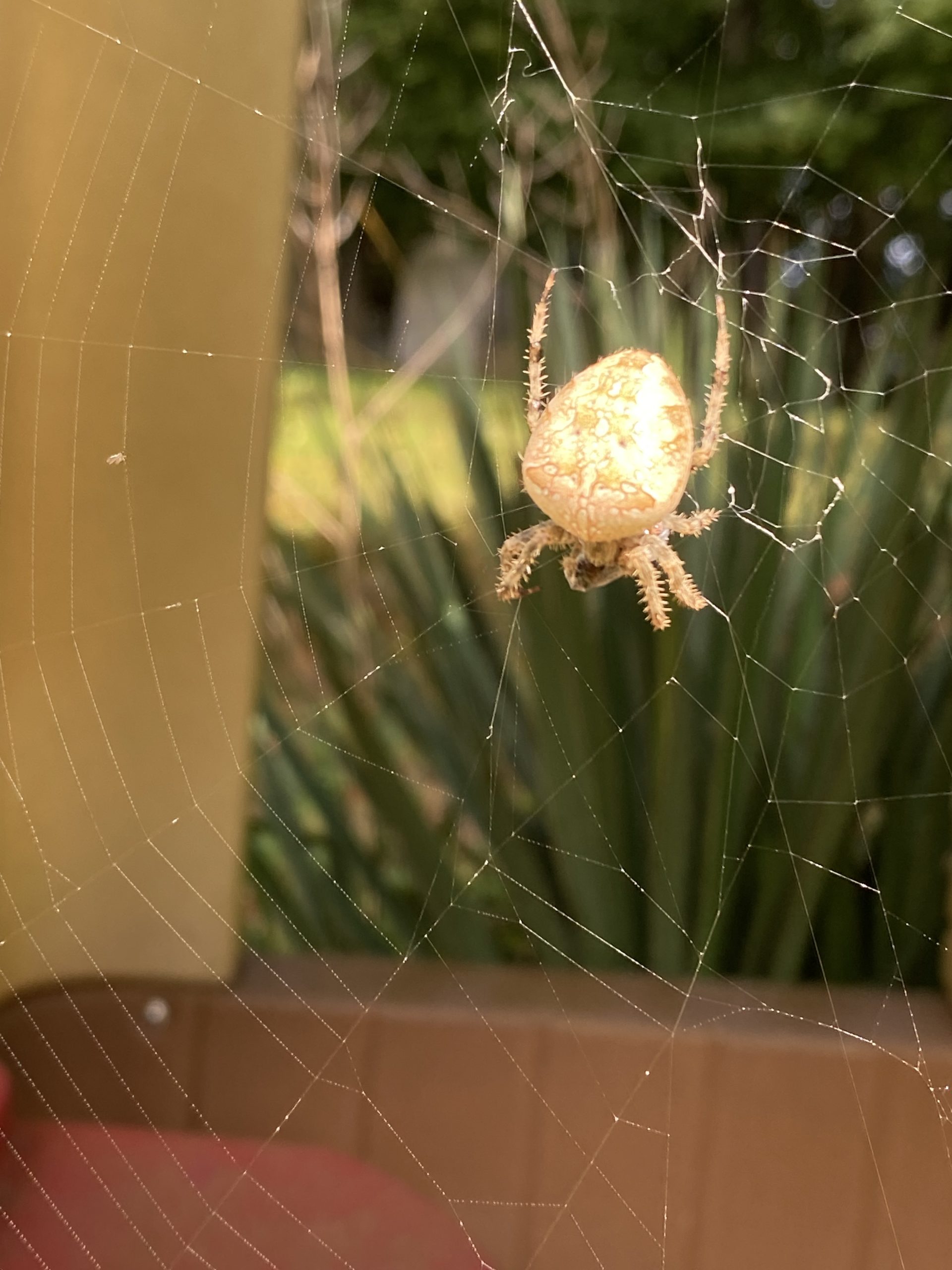 Araneus diadematus - The European Garden Spider - USA Spiders