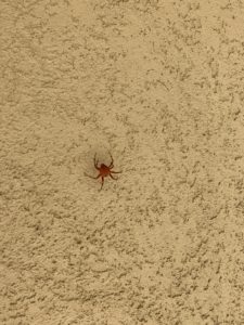 Araneus Gemmoides - Cat-Faced Spider or Jewel Spider - USA Spiders