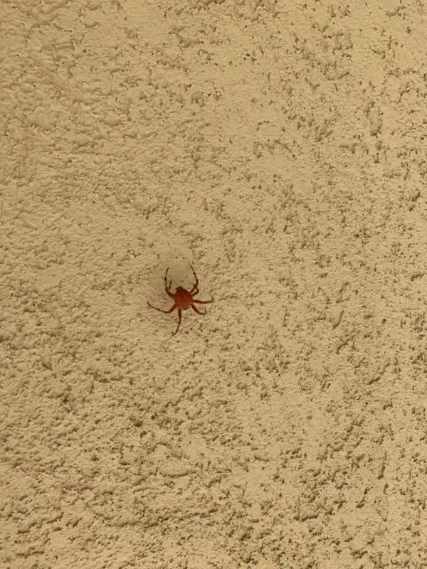 Araneus Gemmoides - Cat-Faced Spider or Jewel Spider - USA Spiders