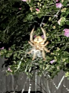 Araneus Gemmoides - Cat-Faced Spider or Jewel Spider - USA Spiders