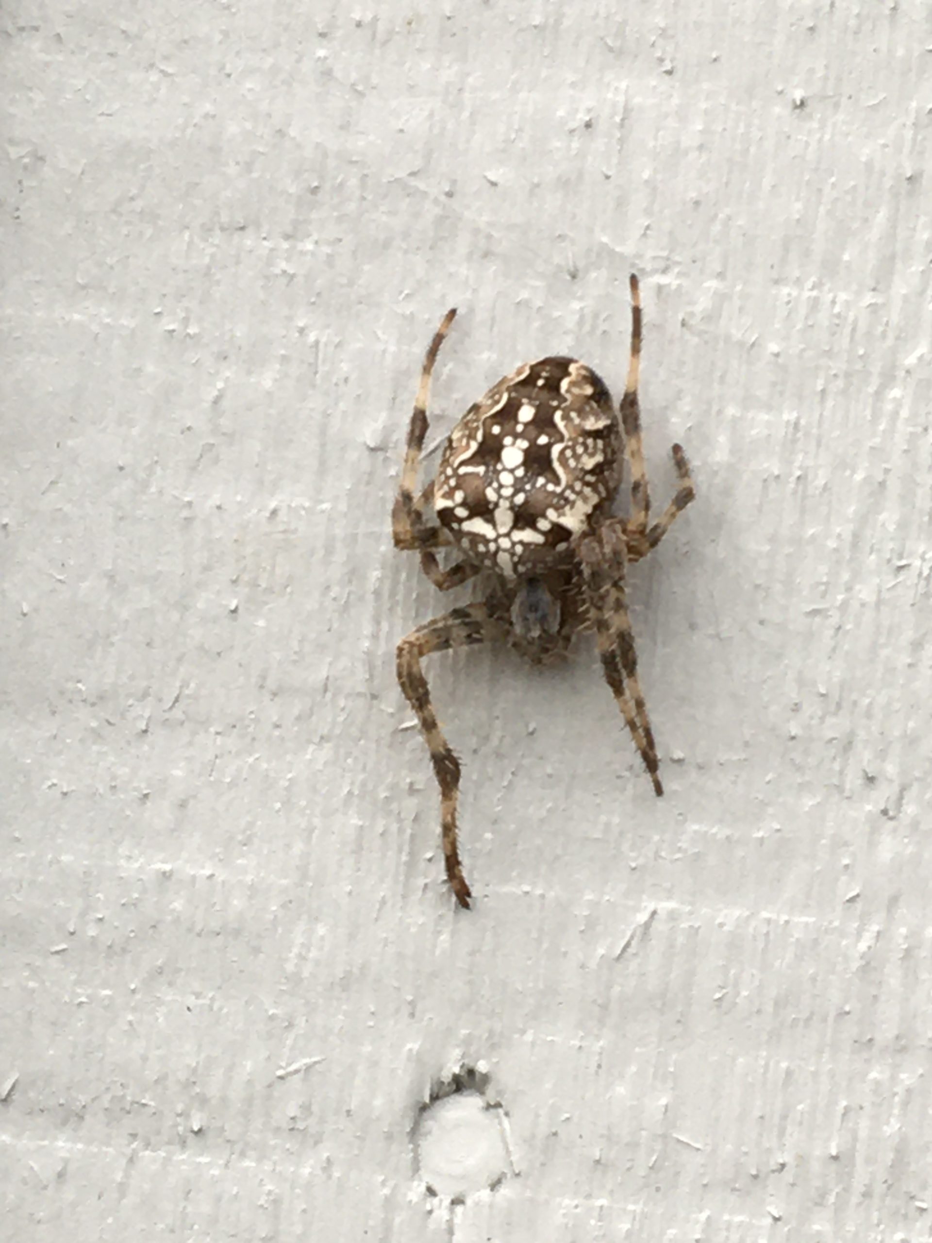 Araneus Gemmoides - Cat-Faced Spider or Jewel Spider - USA Spiders