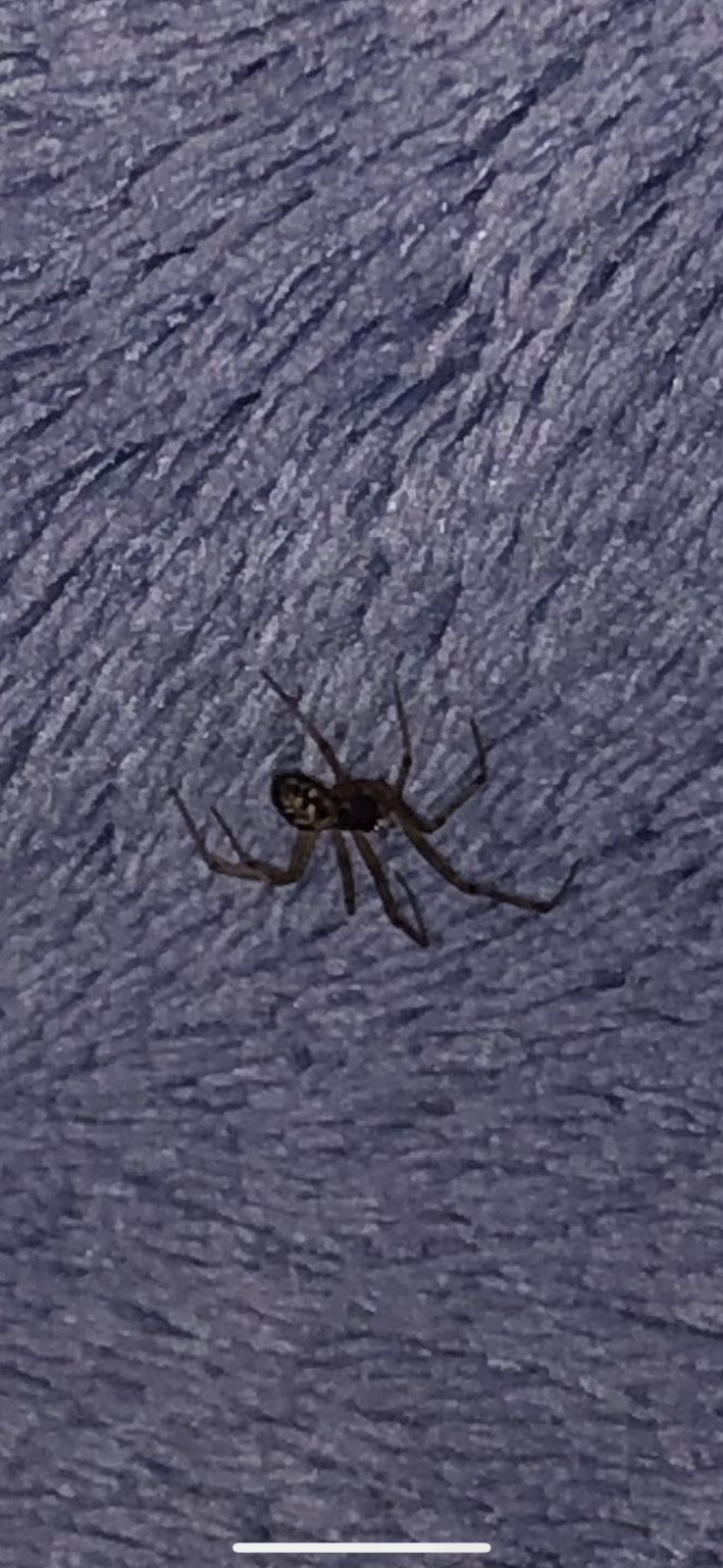 Steatoda Triangulosa - Triangulate Cobweb Spider - USA Spiders
