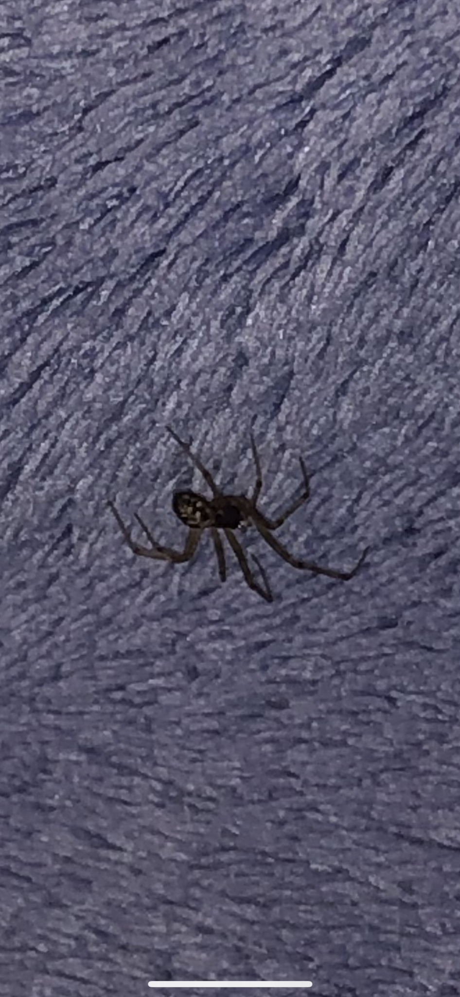 Steatoda Triangulosa - Triangulate Cobweb Spider - USA Spiders