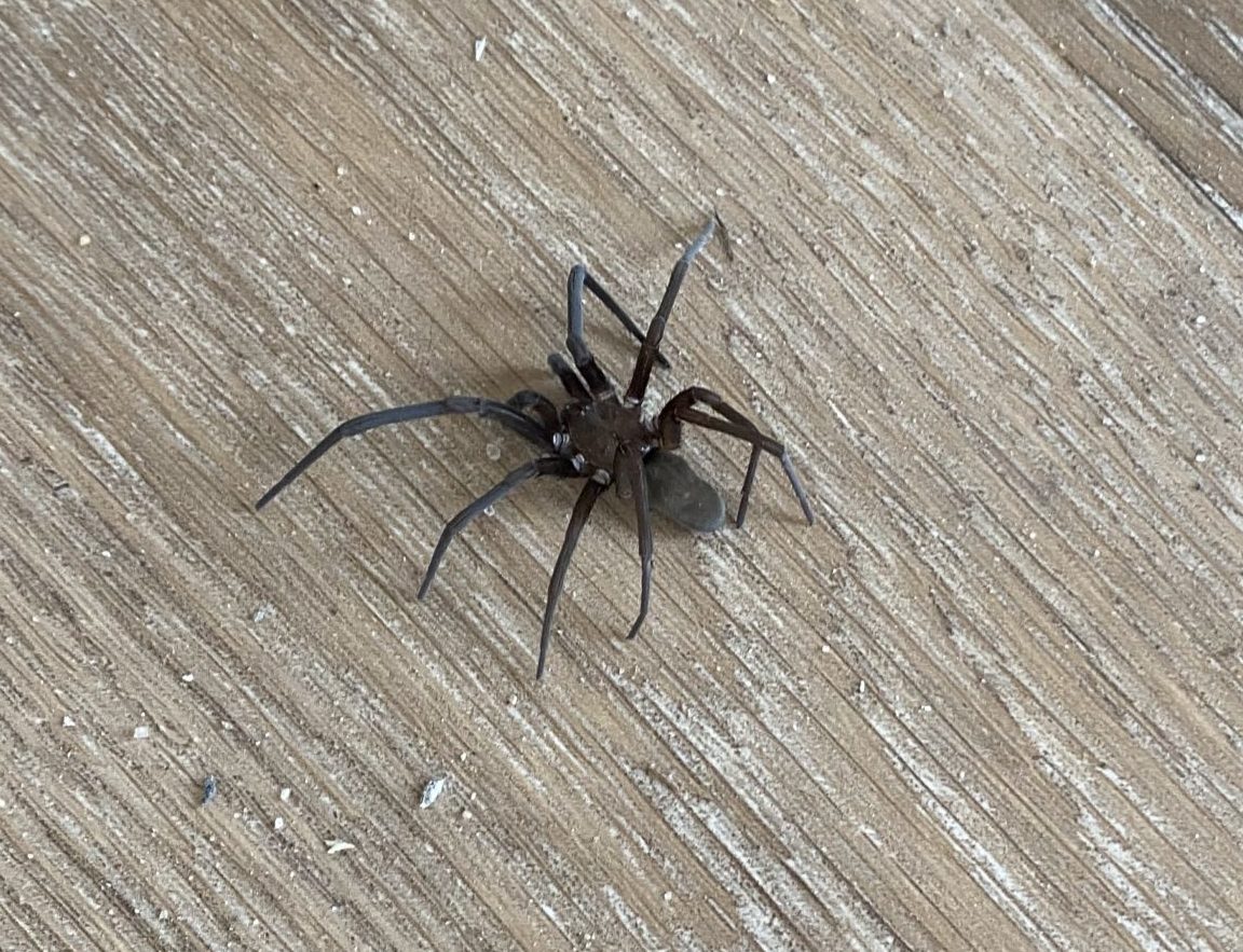 Kukulcania Hibernalis - Southern House Spider - USA Spiders