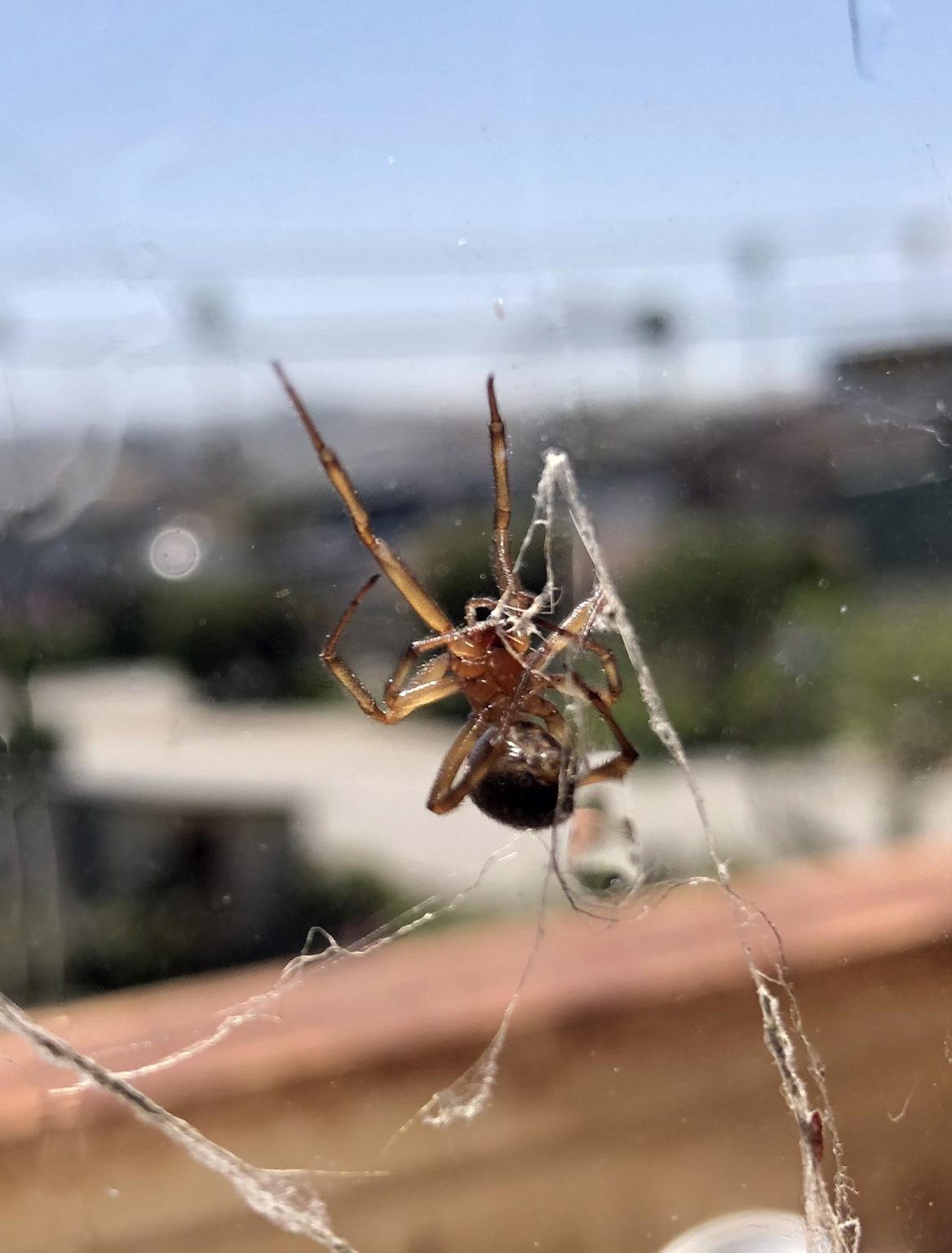 Steatoda Nobilis Noble False Widow Usa Spiders
