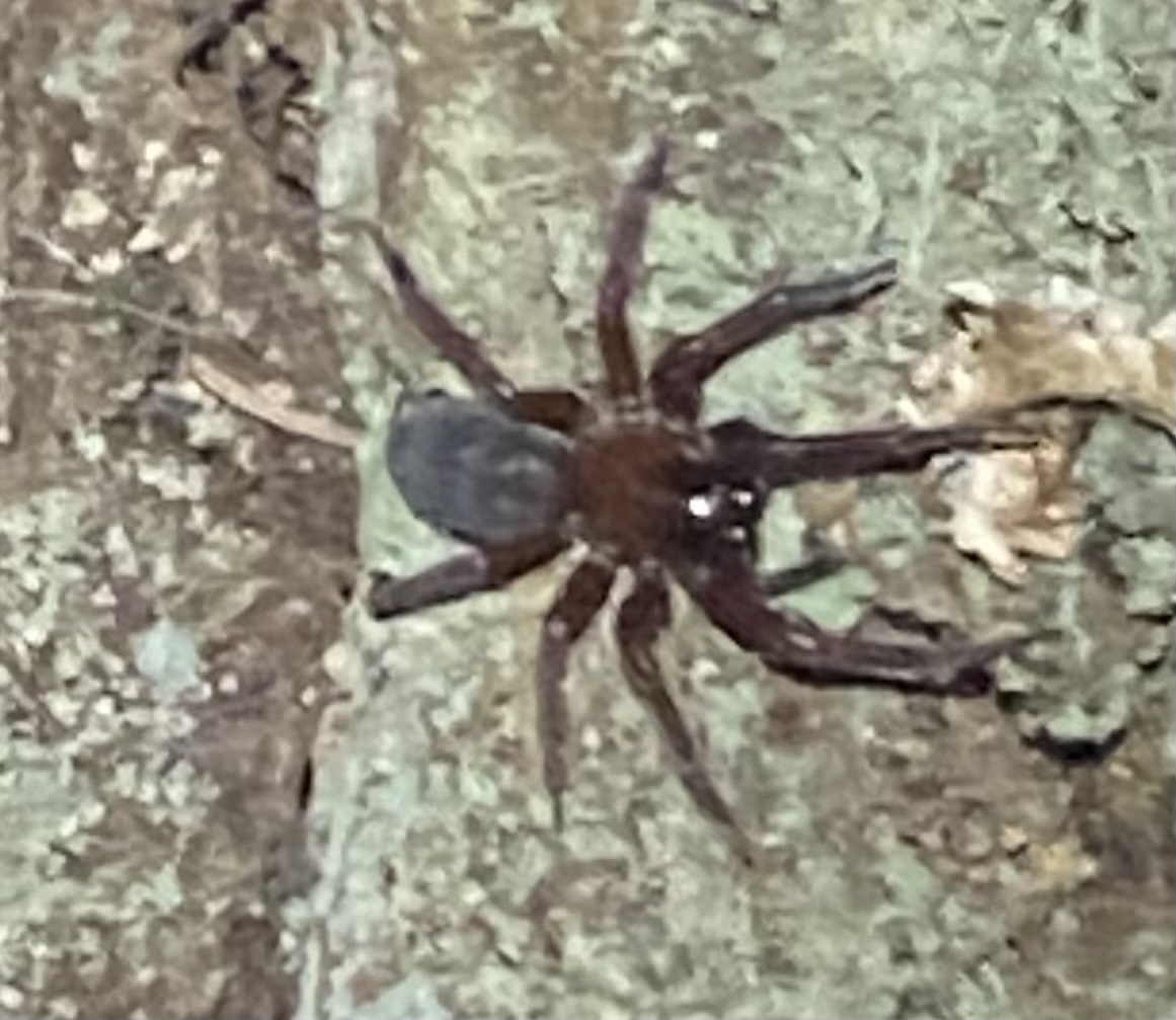 Scotophaeus Blackwalli - Mouse Spider - USA Spiders