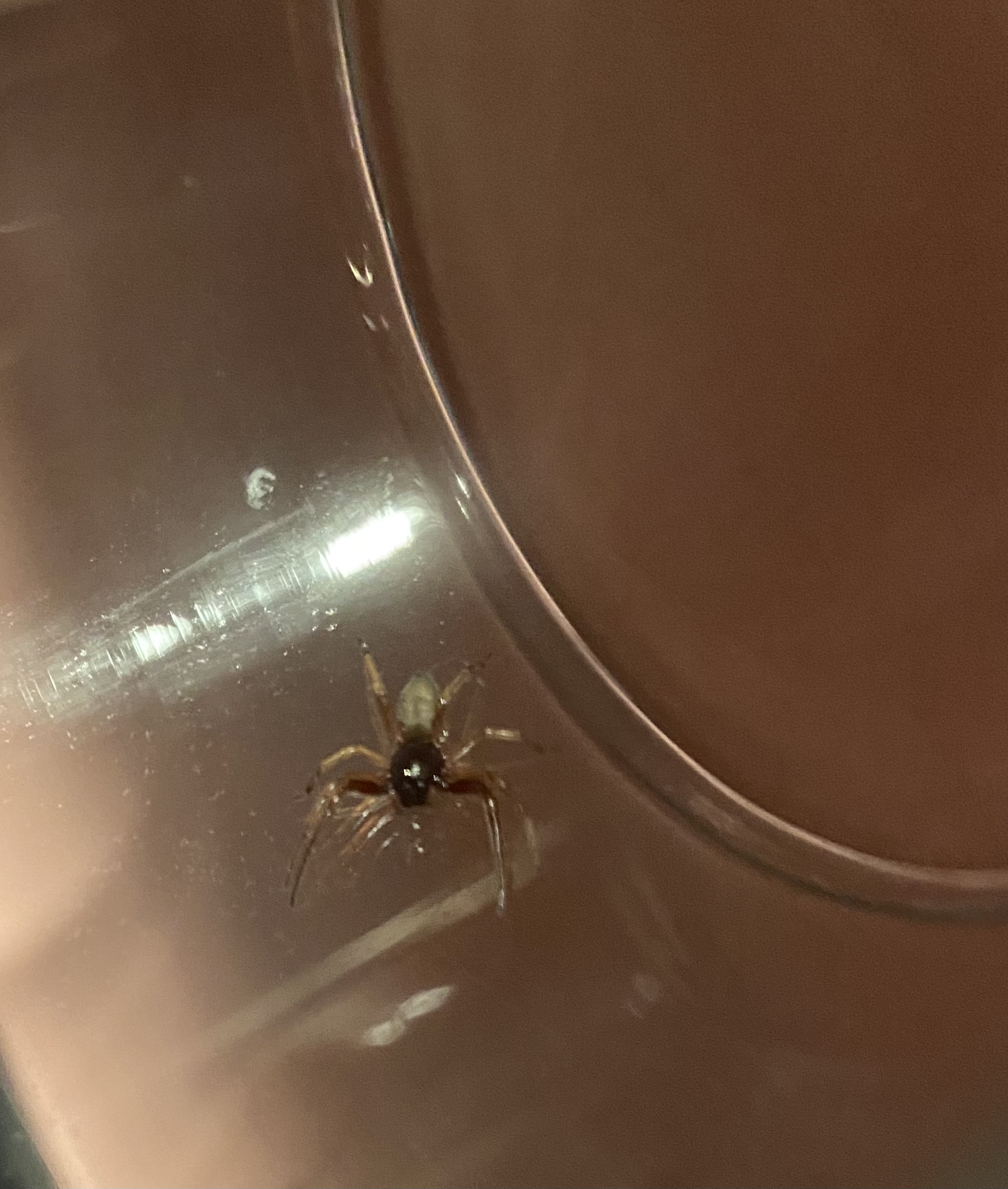 Trachelas Tranquillus - Broad-Faced Sac Spider - USA Spiders