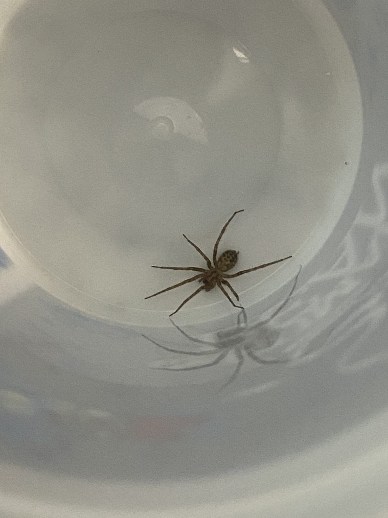Parasteatoda tepidariorum - The Common House Spider - USA Spiders