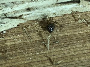 Steatoda Triangulosa - Triangulate Cobweb Spider - USA Spiders