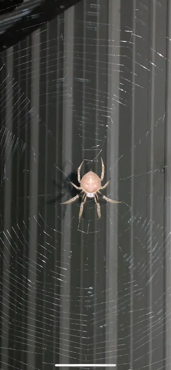 Tropical Orb Weaver – Eriophora Ravilla - USA Spiders