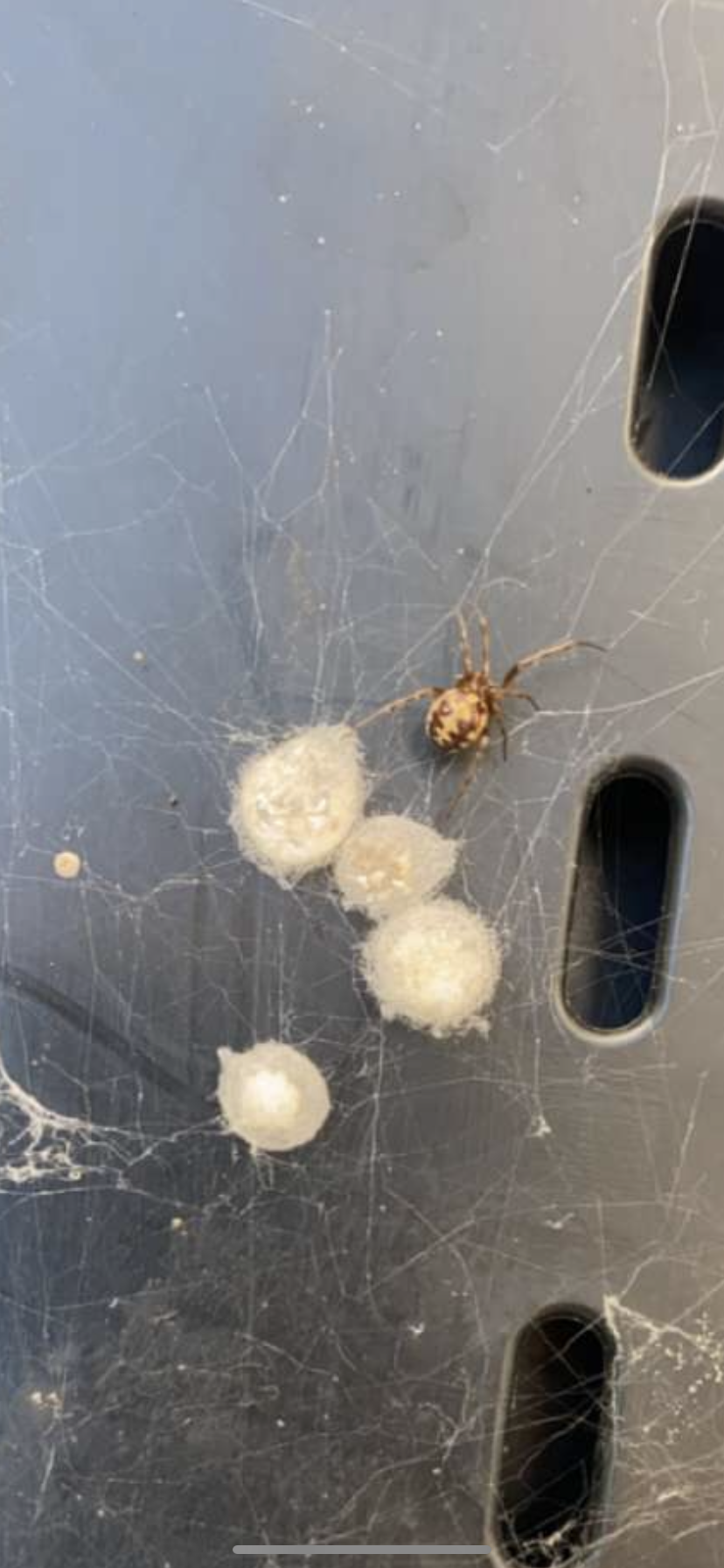 Steatoda Triangulosa - Triangulate Cobweb Spider - USA Spiders