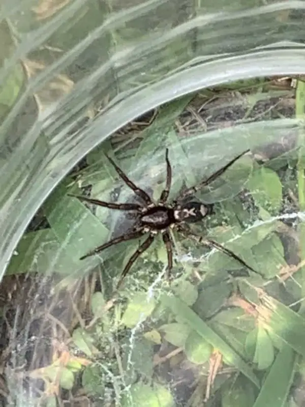 Herpyllus Ecclesiasticus - Eastern Parson Spider - USA Spiders