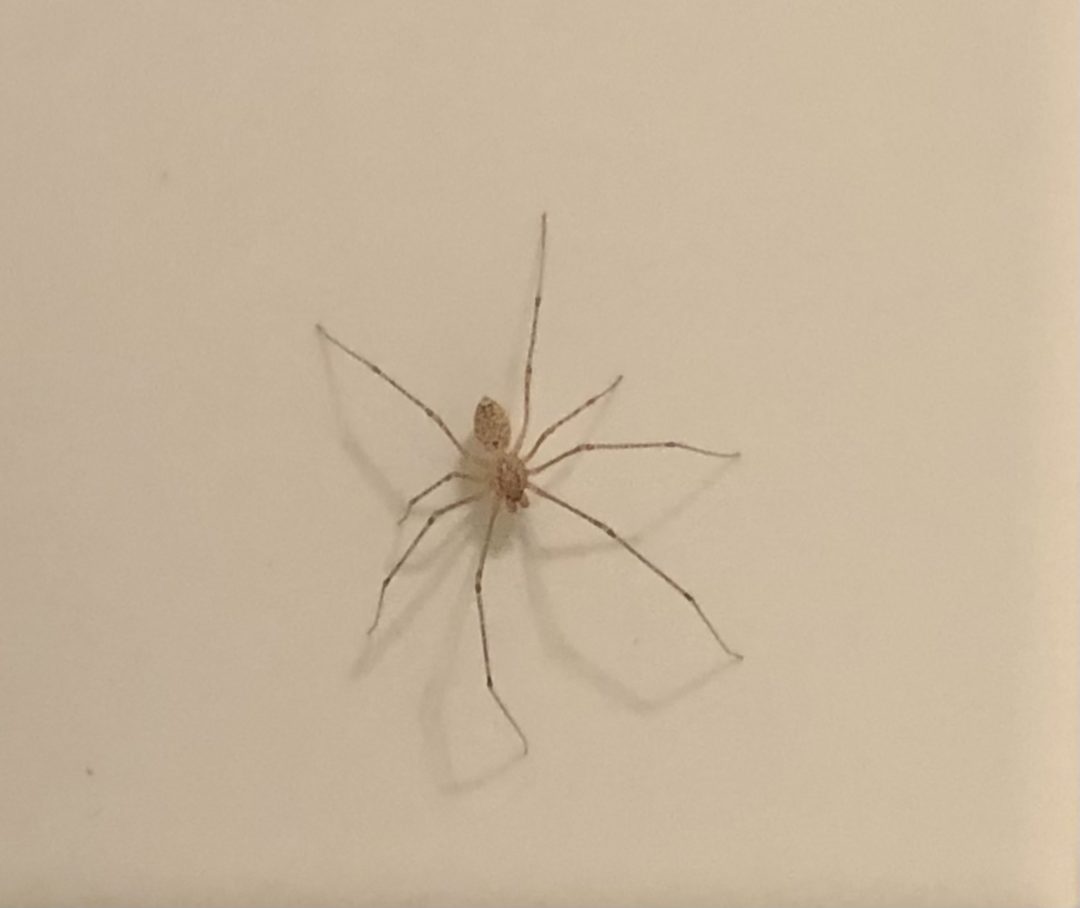 Scytodes Thoracica - Spitting Spider - USA Spiders