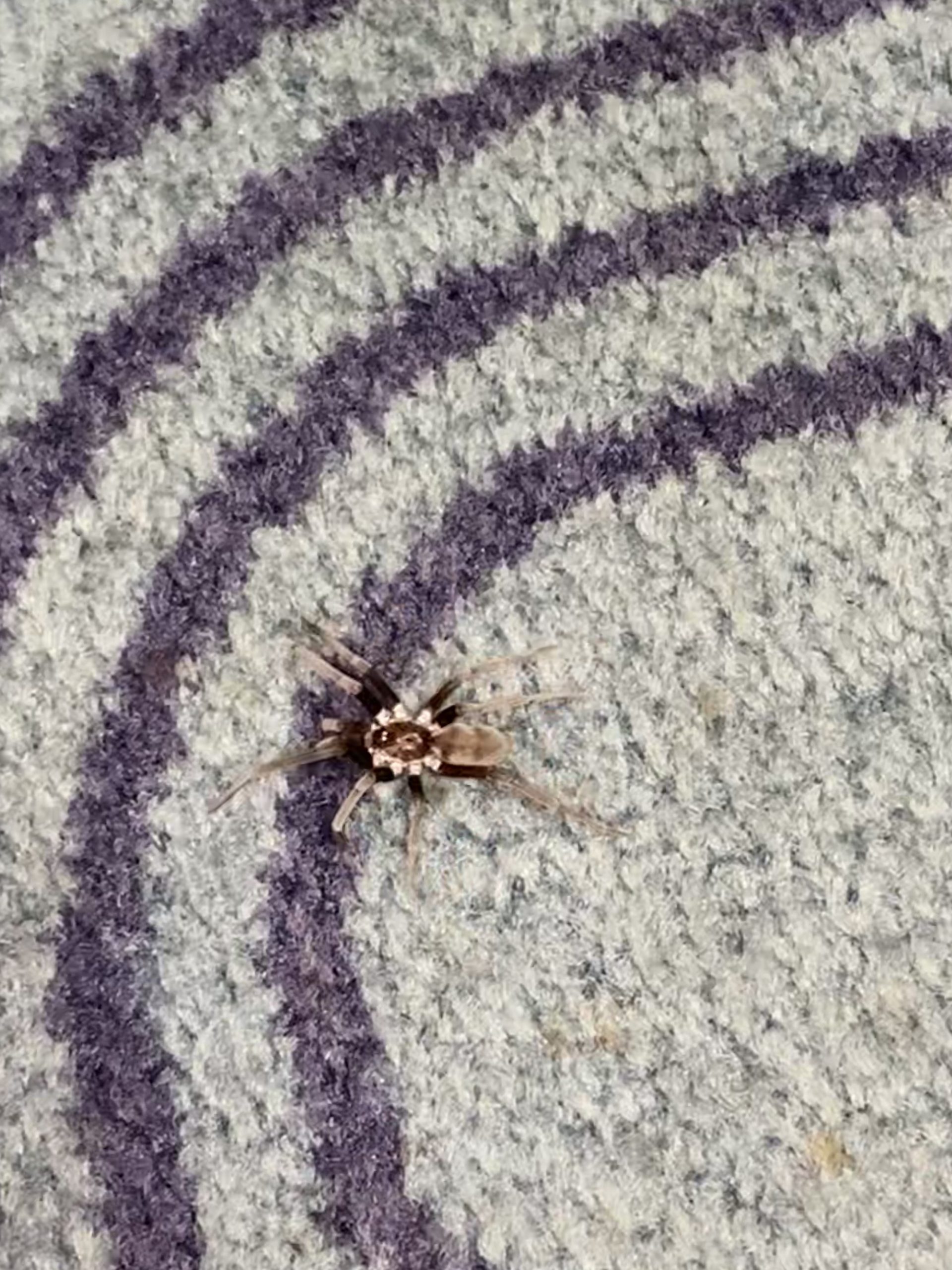 Kukulcania Hibernalis - Southern House Spider - USA Spiders