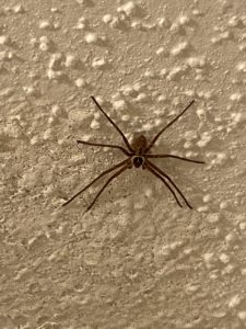 Heteropoda venatoria - Pantropical huntsman - USA Spiders