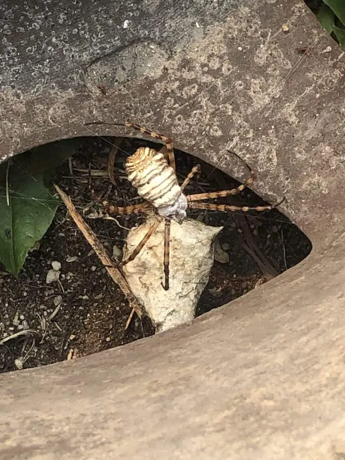Argiope Trifasciata - Banded Garden Spider - USA Spiders