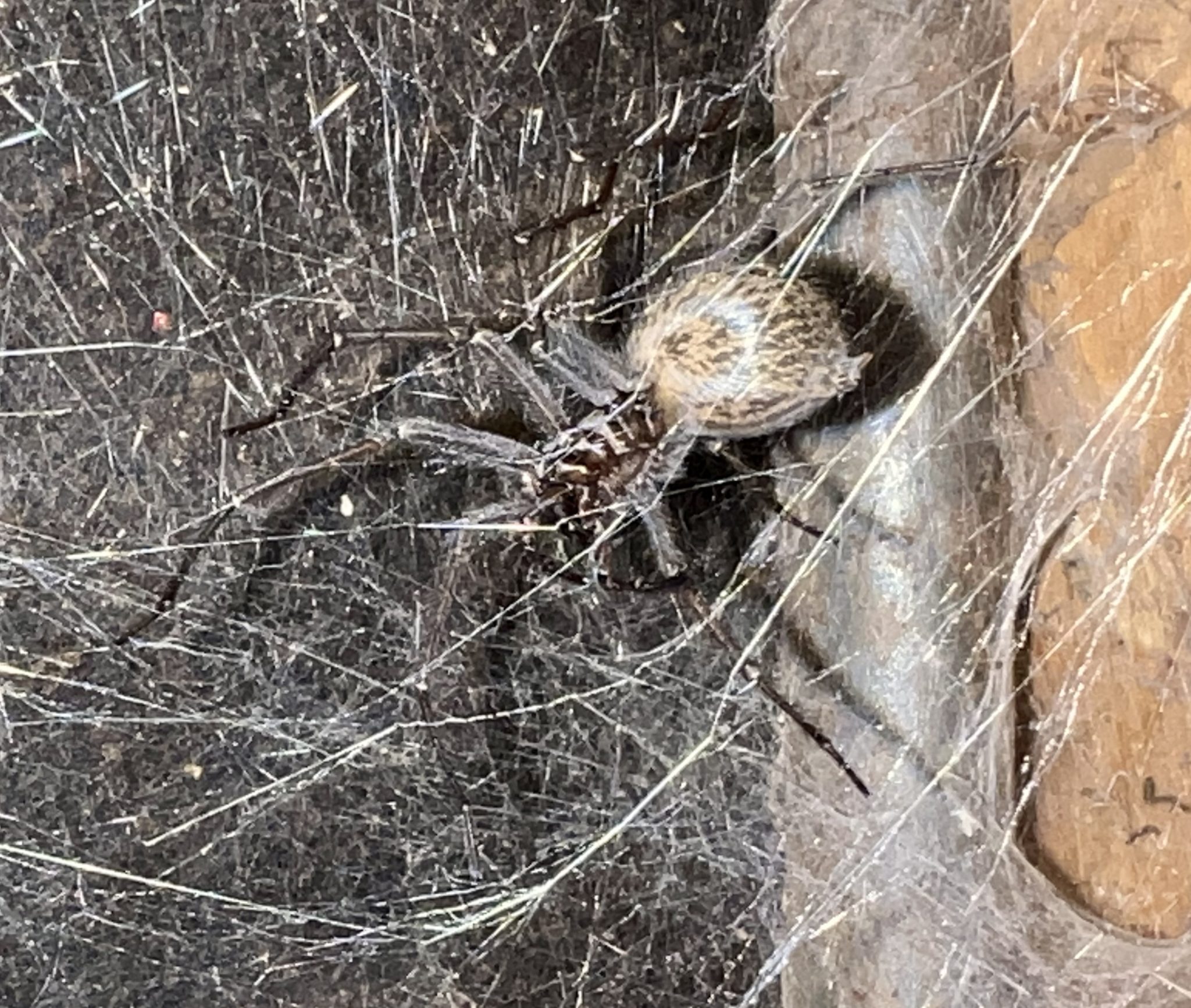 Eratigena Atrica - Giant House Spider - USA Spiders