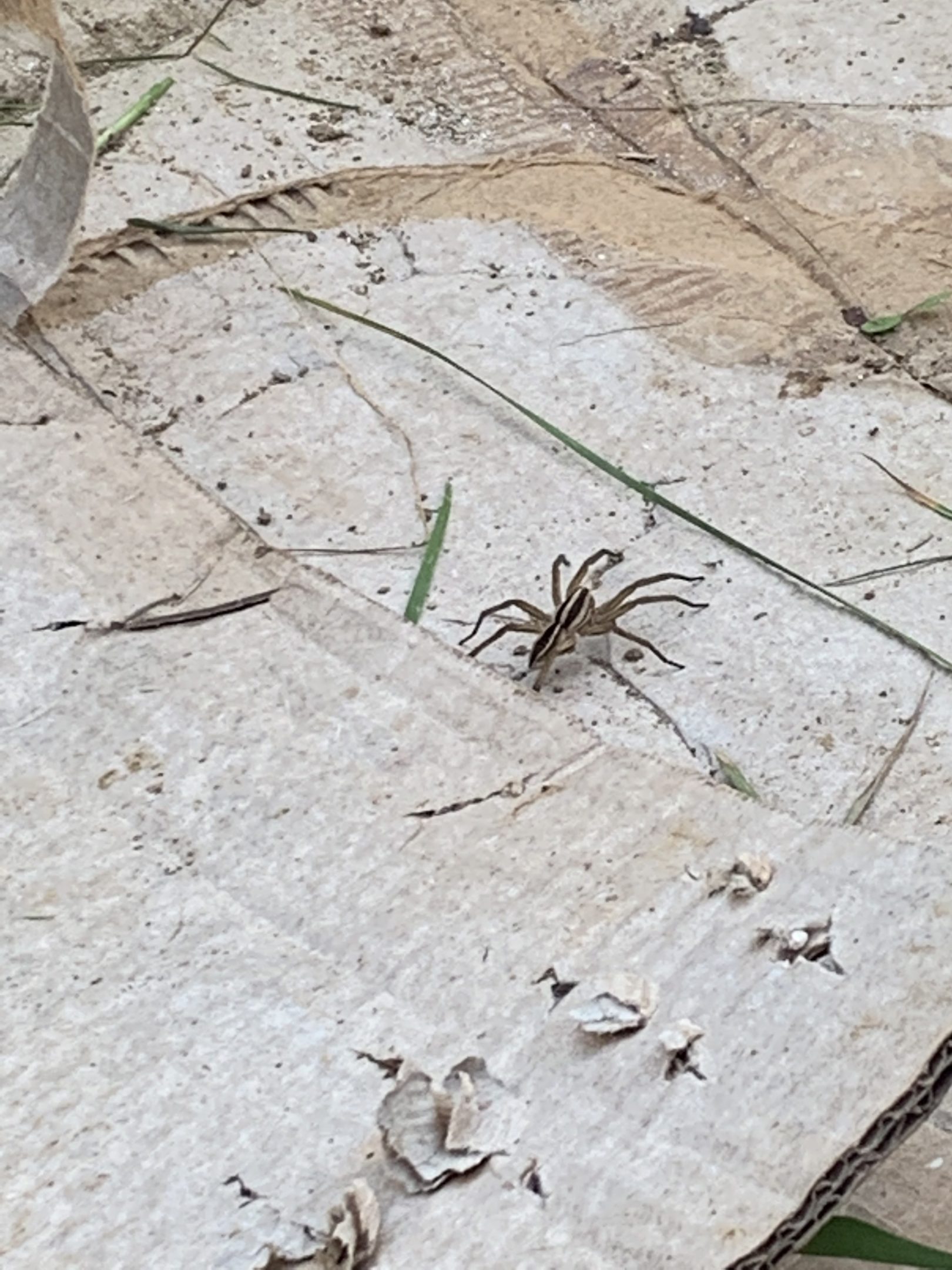Agelenopsis American Grass Spider Usa Spiders
