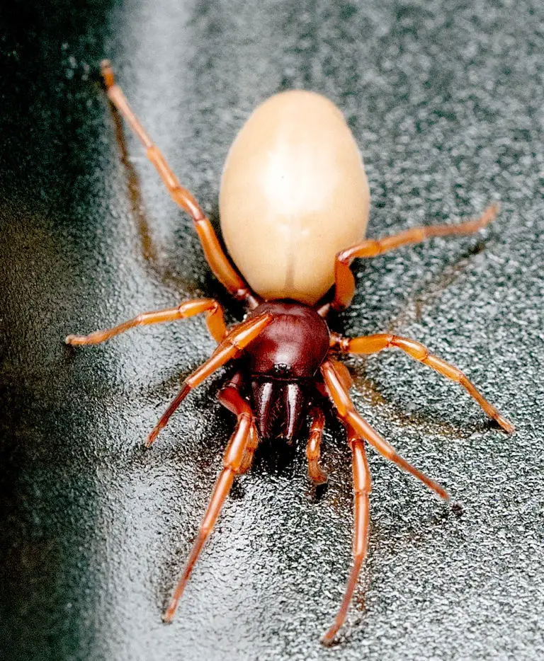 Dysdera Crocata - Woodlouse Spider - USA Spiders