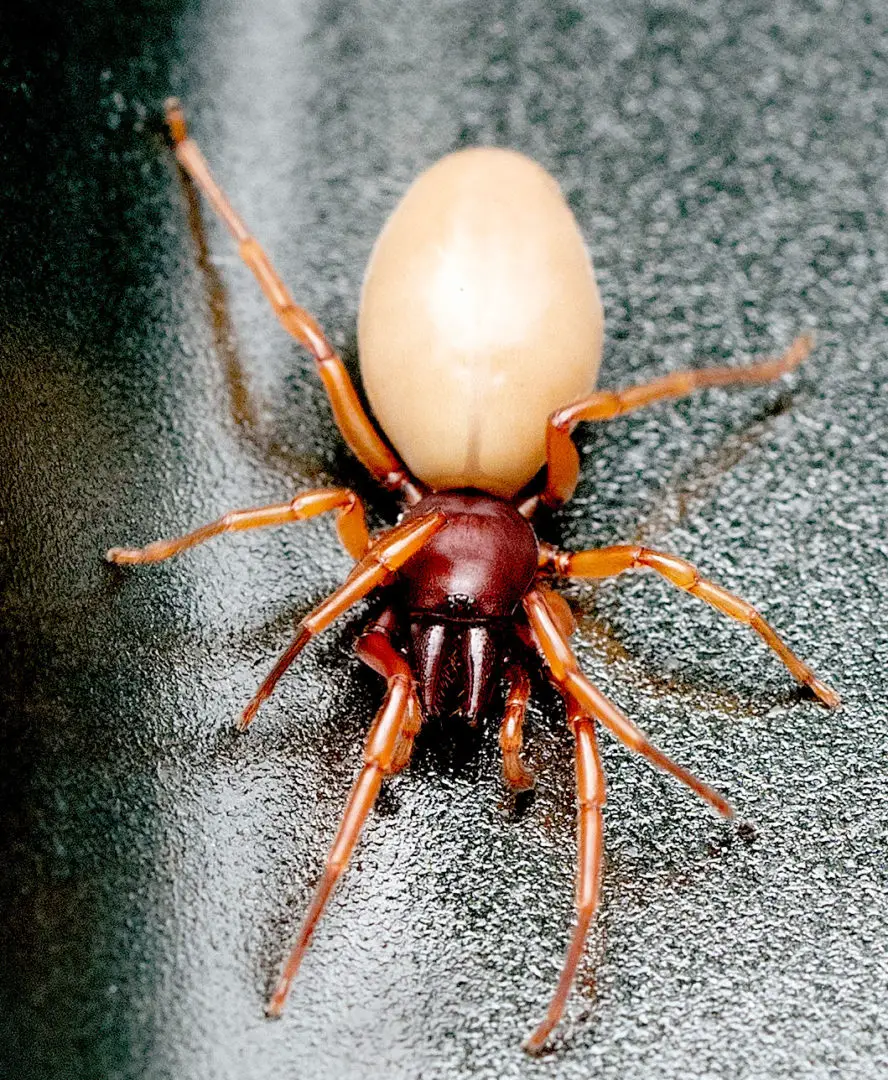 Dysdera Crocata - Woodlouse Spider - USA Spiders