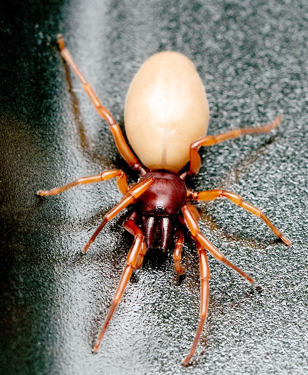 Dysdera Crocata - Woodlouse Spider - USA Spiders