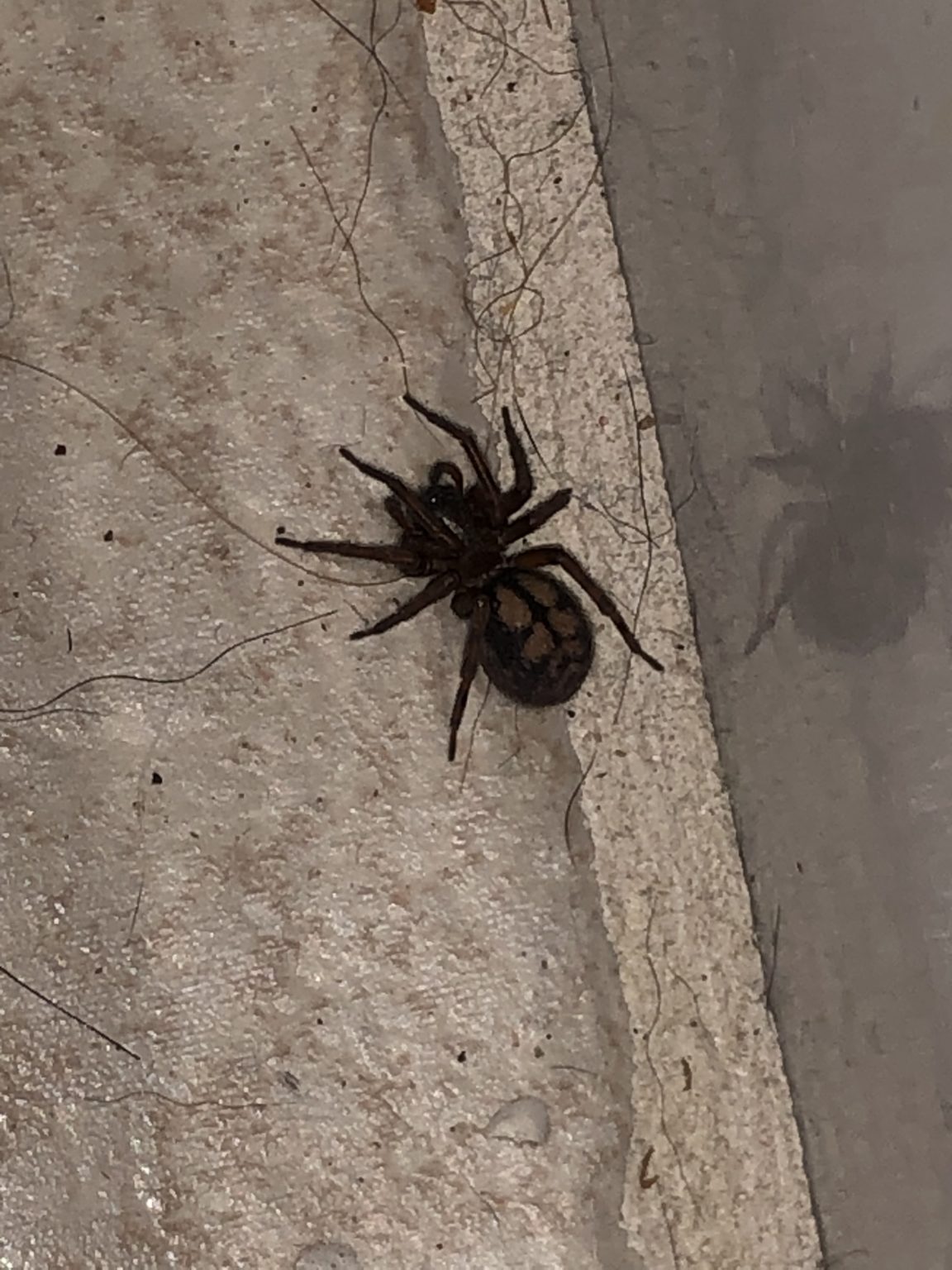 Castianeira Descripta - Red-Spotted Ant Mimic Spider - USA Spiders