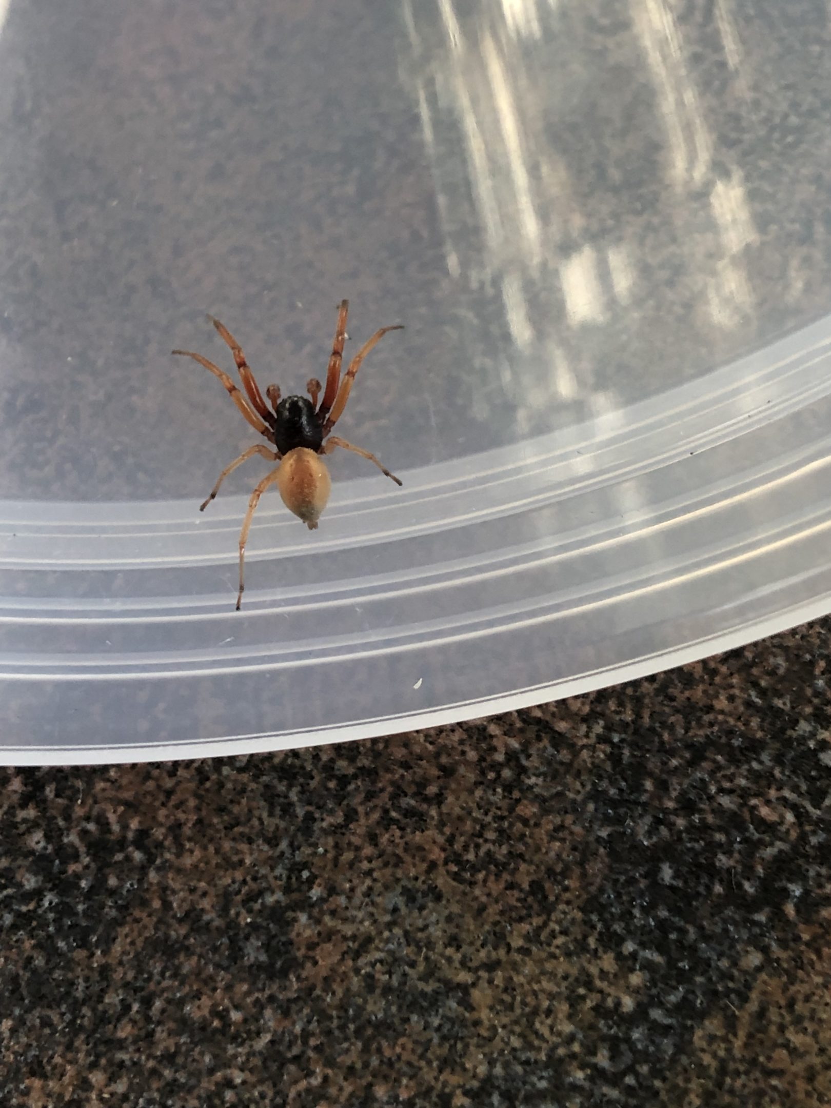 Trachelas Tranquillus - Broad-Faced Sac Spider - USA Spiders