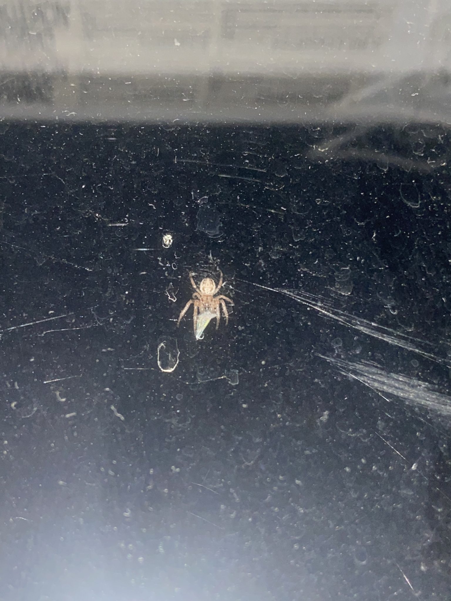 Larinioides Cornutus - Furrow Spider - USA Spiders