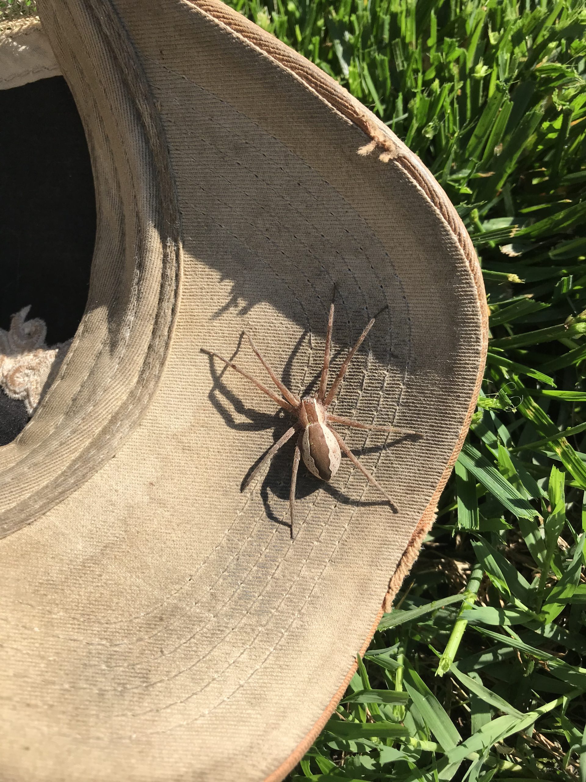 Pisaurina Mira - American Nursery Web Spider - USA Spiders