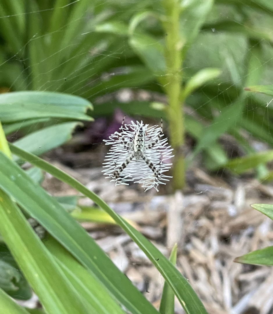 Argiope Argentata – Silver Garden Spider - USA Spiders