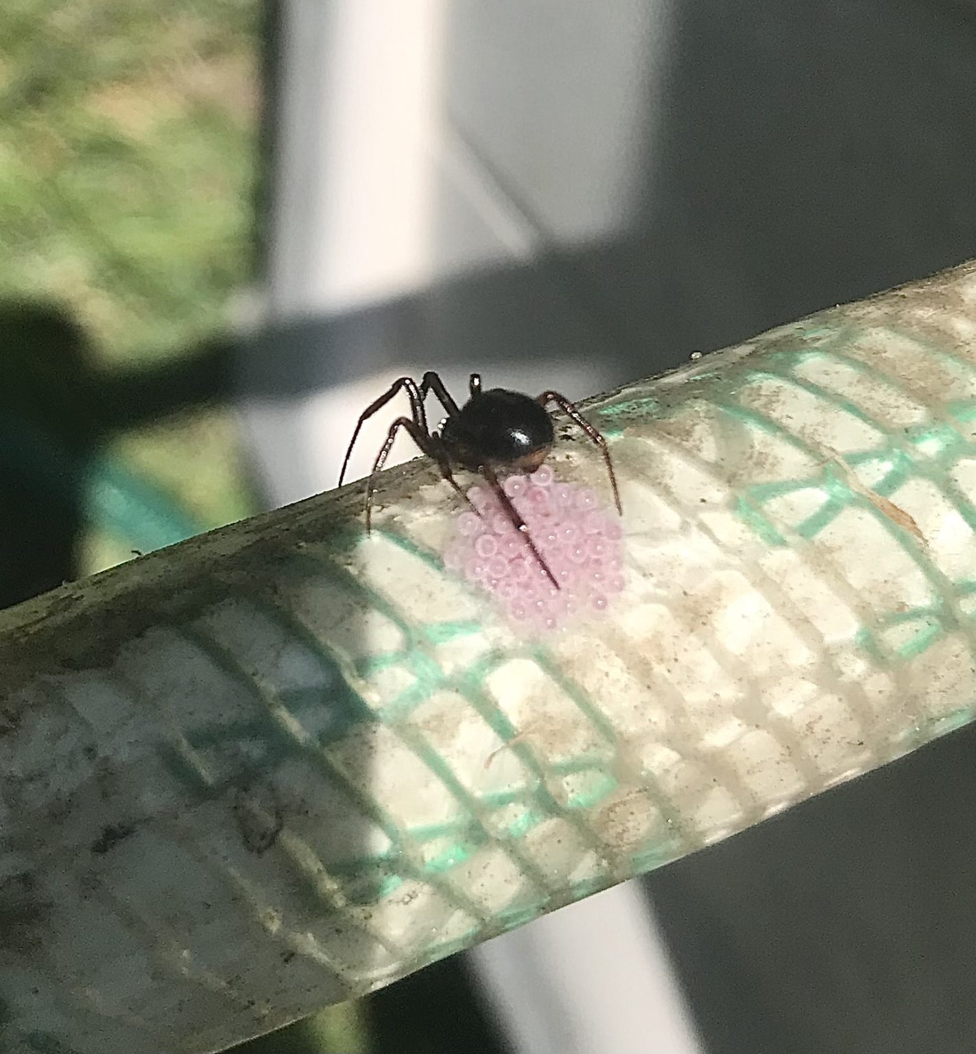 Steatoda Grossa - False Black Widow Spider - USA Spiders