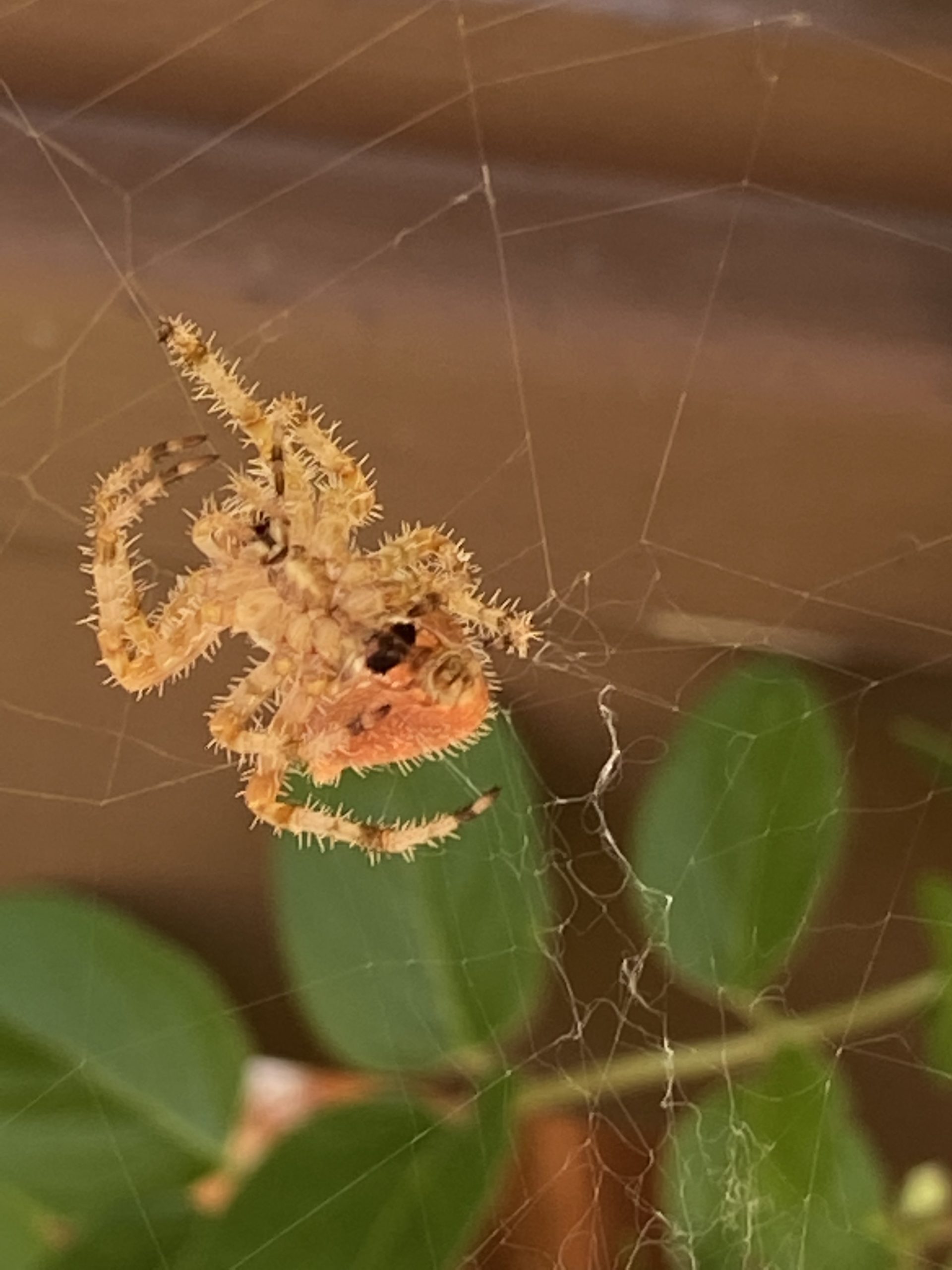 Araneus Gemmoides - Cat-Faced Spider or Jewel Spider - USA Spiders