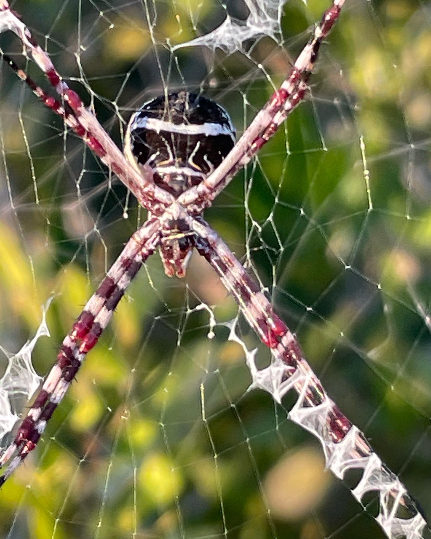 Argiope Argentata – Silver Garden Spider - USA Spiders
