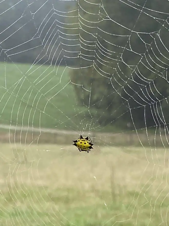 Gasteracantha Cancriformis - Spinybacked Orb Weaver - USA Spiders