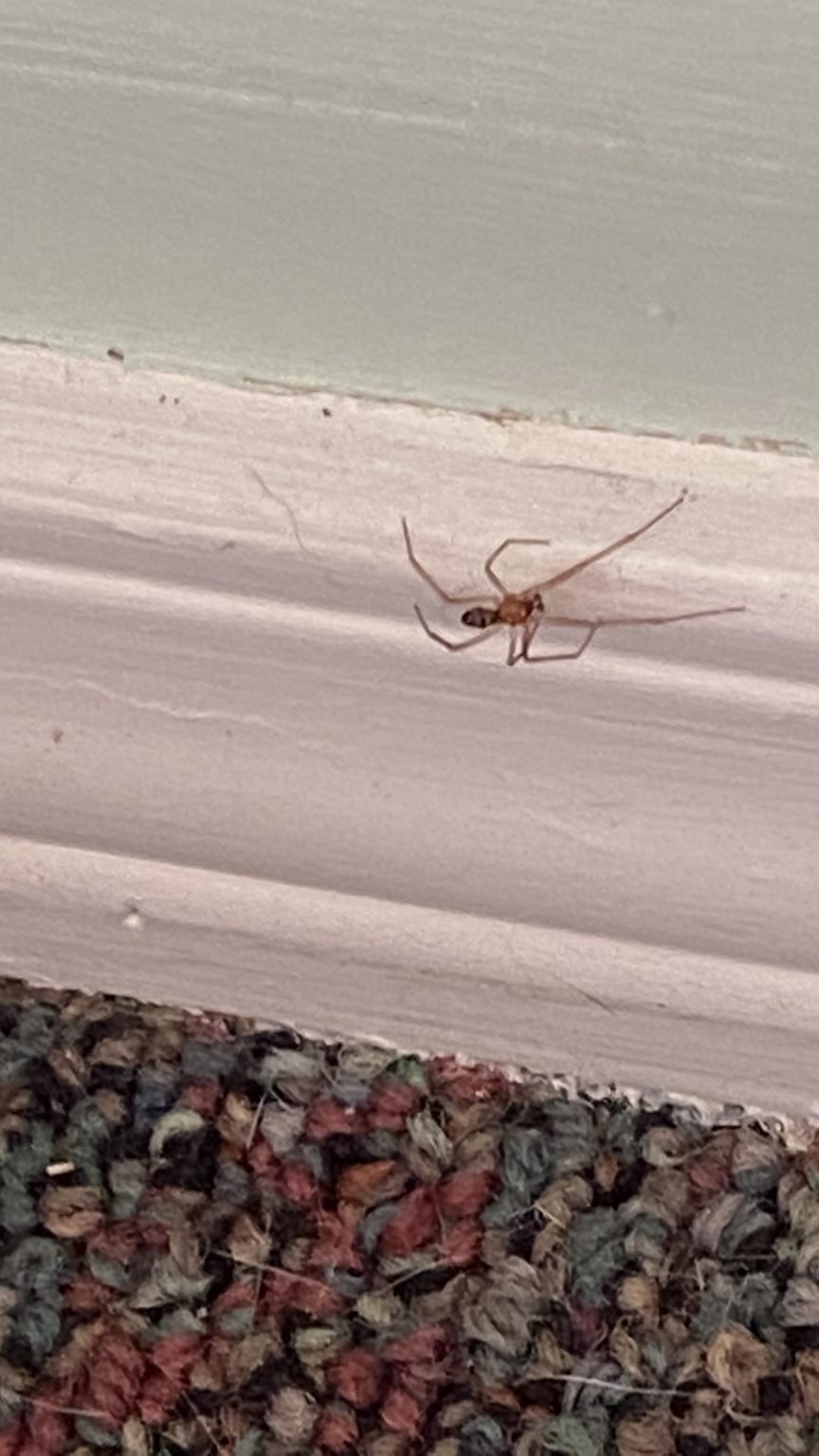 Steatoda Triangulosa - Triangulate Cobweb Spider - USA Spiders