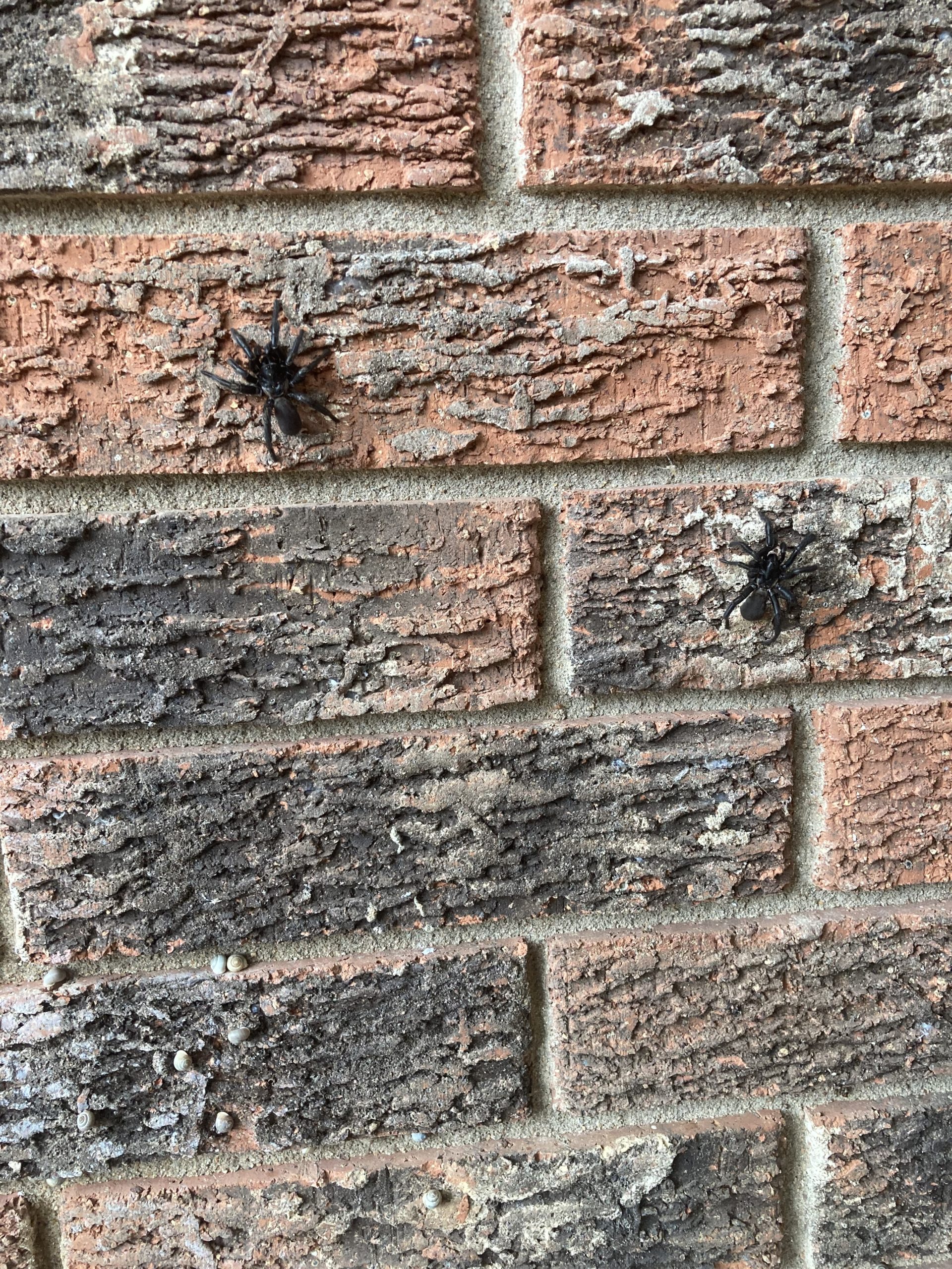 Ummidia - Trap-Door Spider - USA Spiders