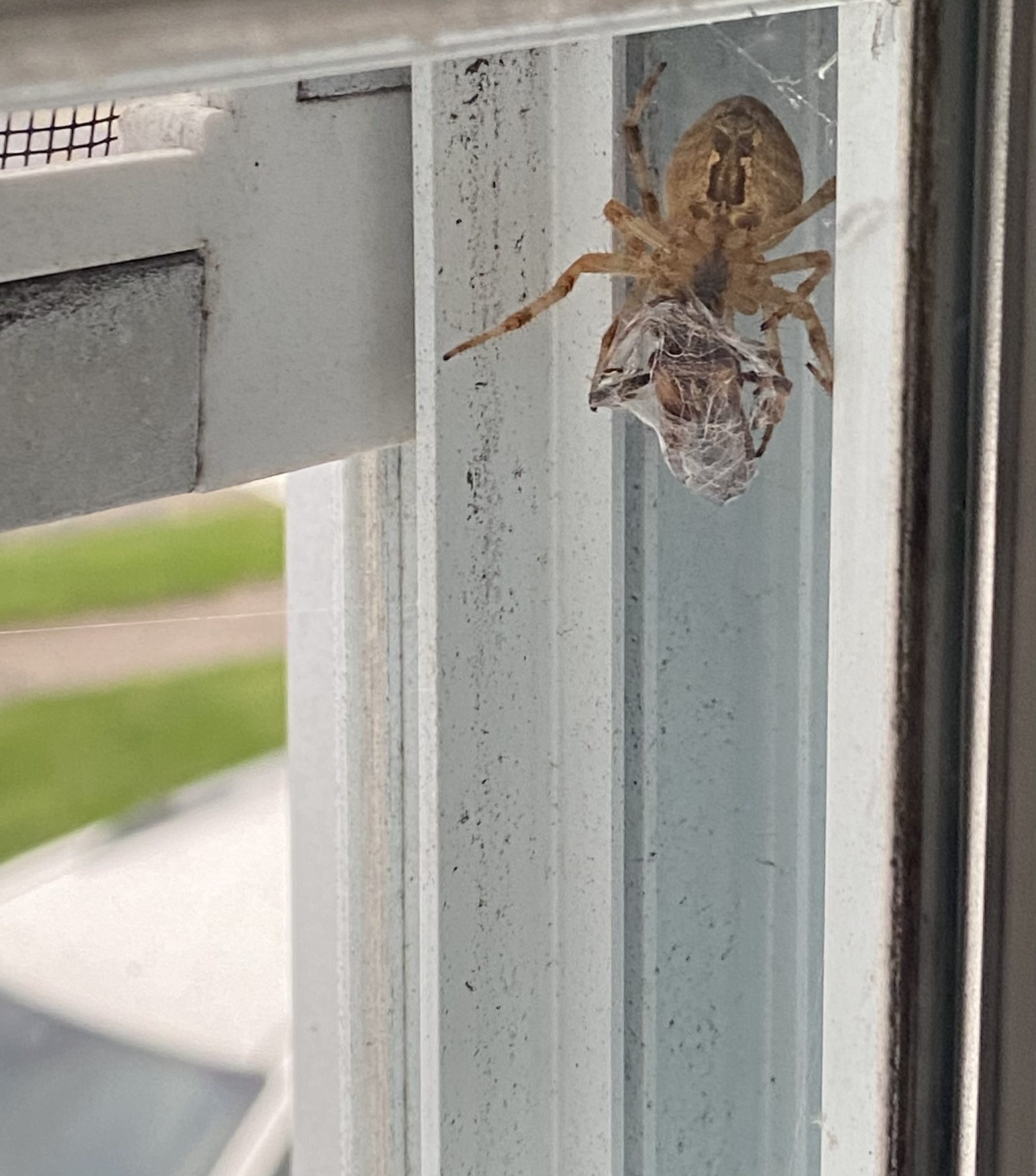 Araneus diadematus - The European Garden Spider - USA Spiders