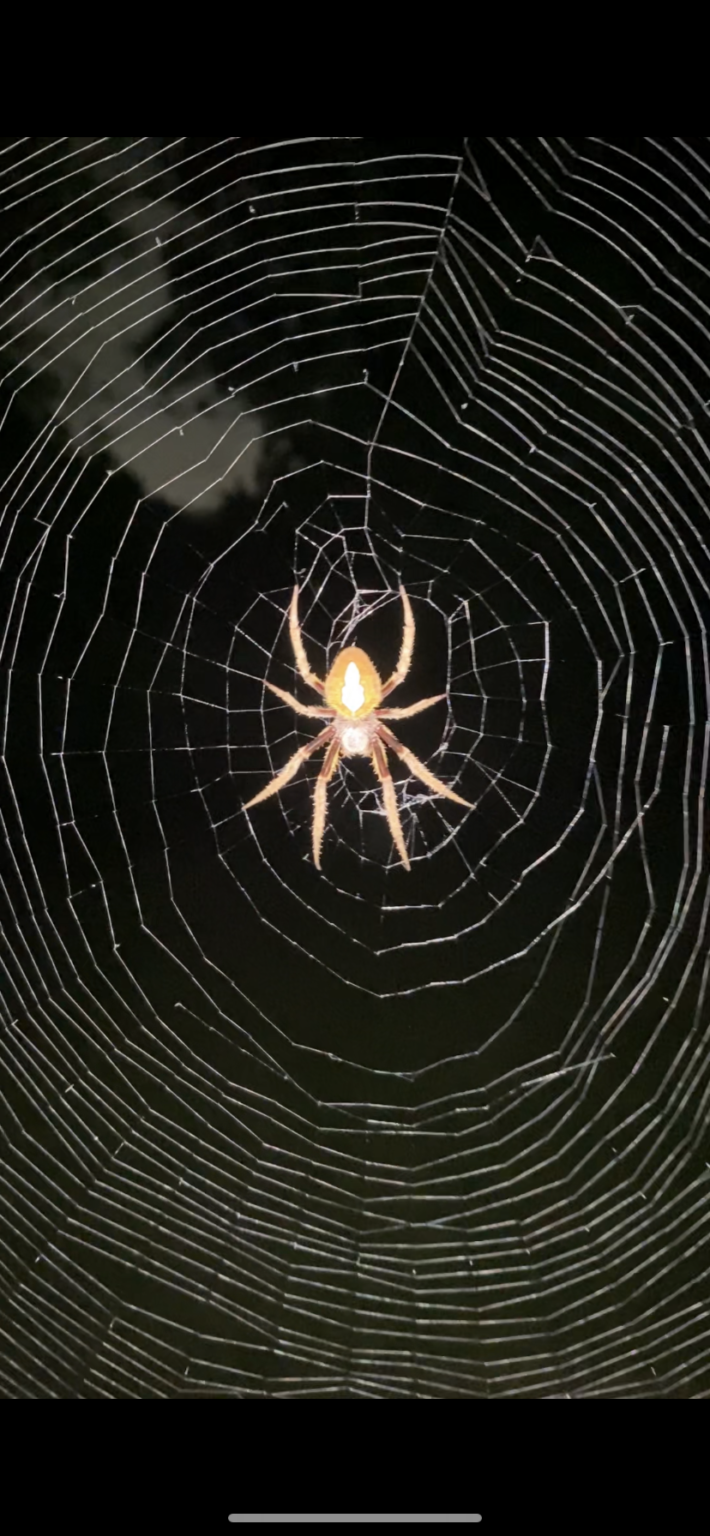 Tropical Orb Weaver – Eriophora Ravilla - USA Spiders