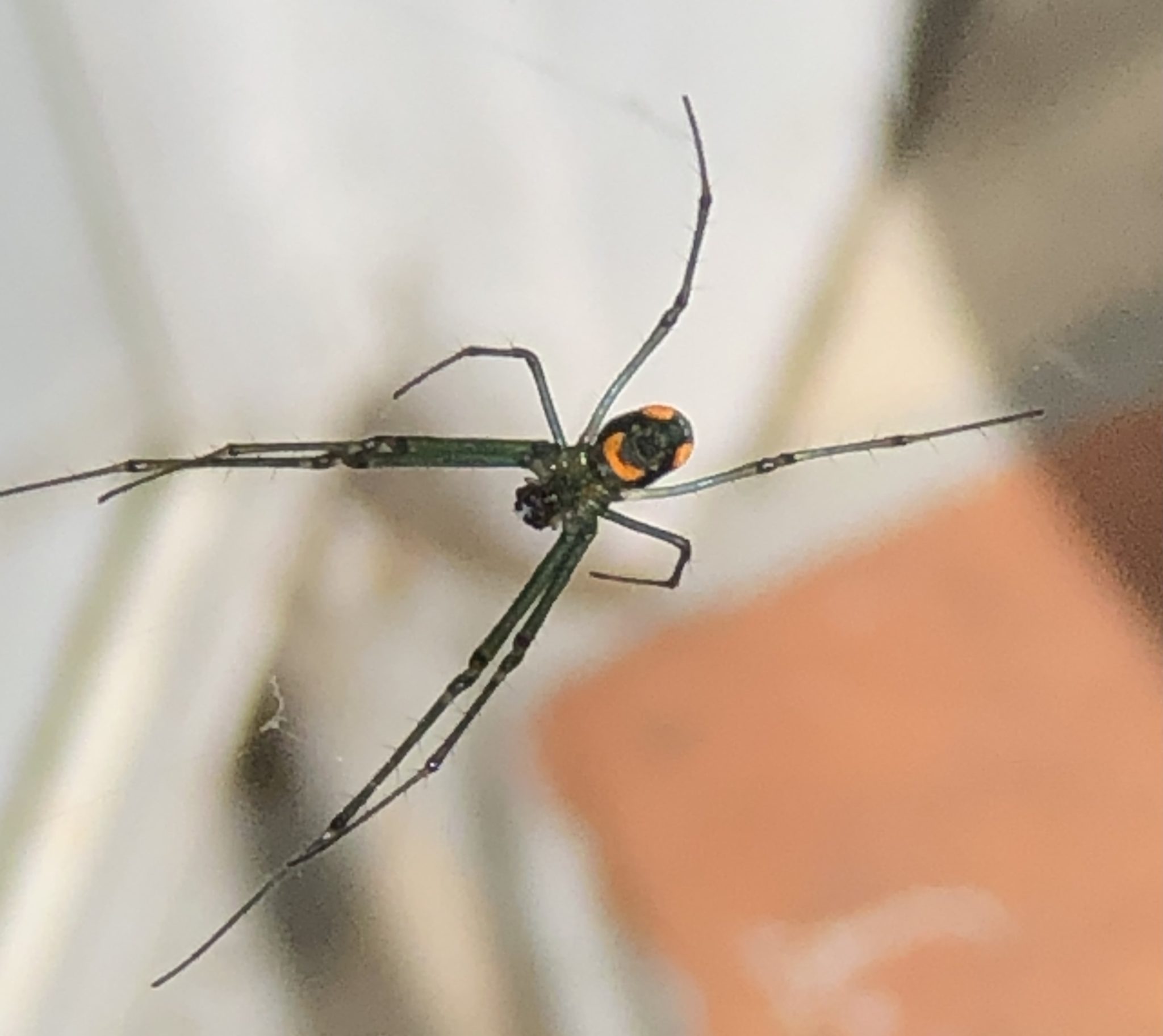 Leucauge venusta - Orchard Spider - USA Spiders