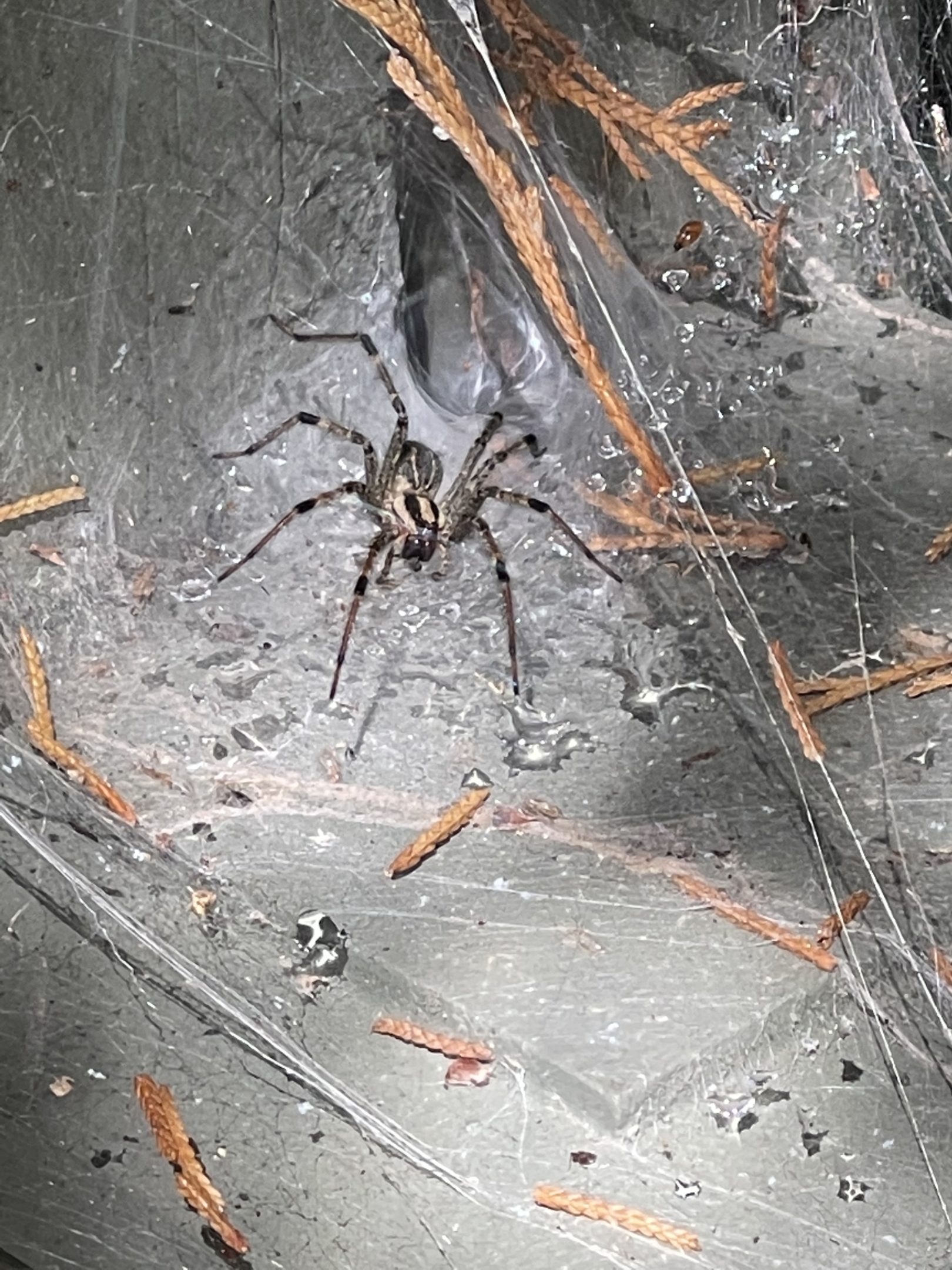 Agelenopsis - American Grass Spider - USA Spiders