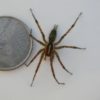 Spiders in Michigan - USA Spiders