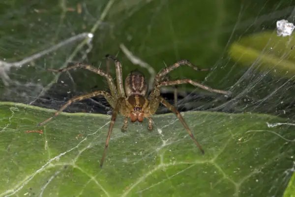 Agelenopsis - American Grass Spider - USA Spiders
