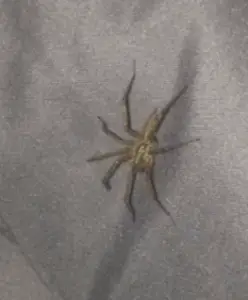 Agelenopsis - American Grass Spider - USA Spiders