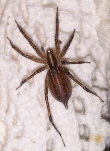 Spiders in Minnesota - USA Spiders