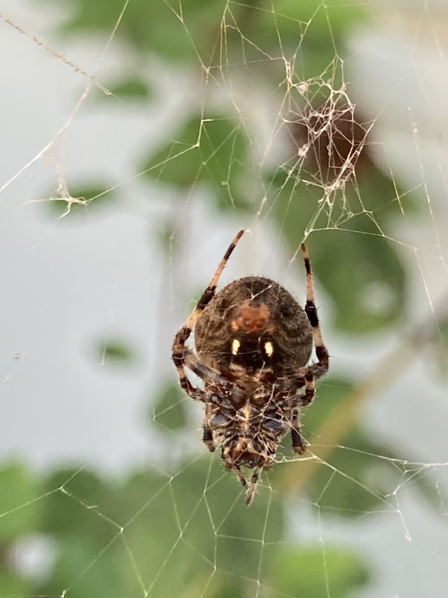 Neoscona crucifera - Spotted Orb Weaver - USA Spiders