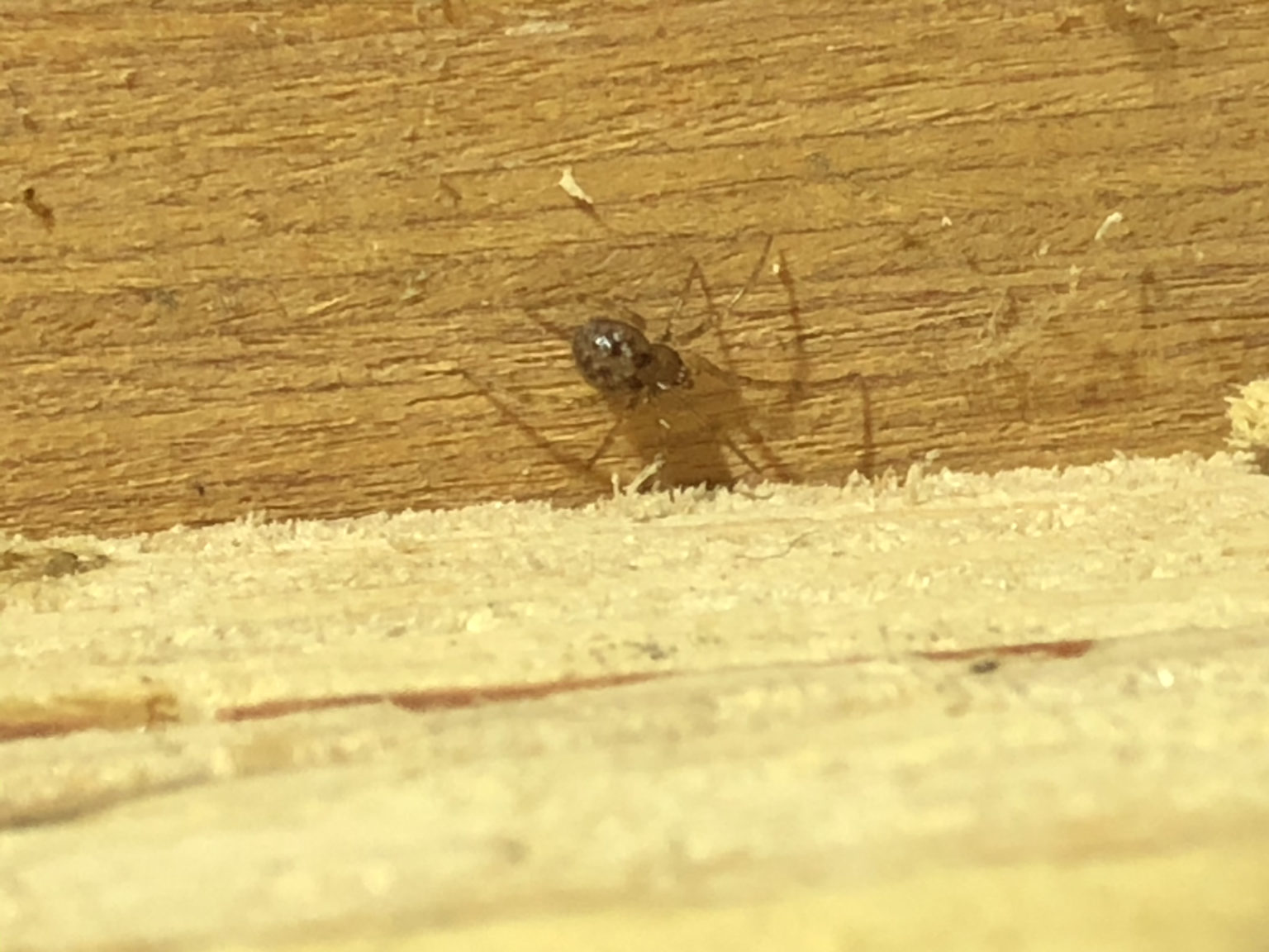 Steatoda Triangulosa - Triangulate Cobweb Spider - USA Spiders