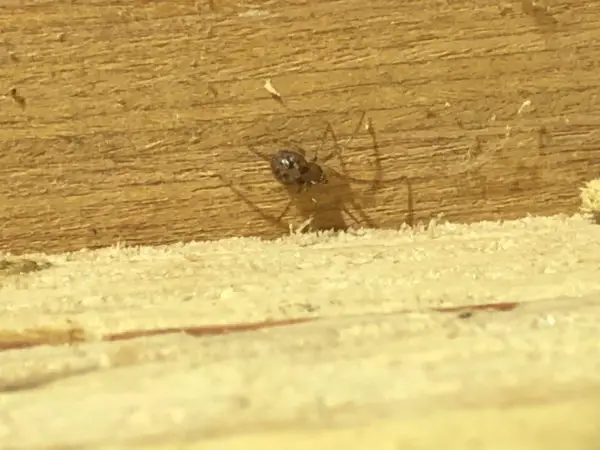 Steatoda Triangulosa - Triangulate Cobweb Spider - USA Spiders