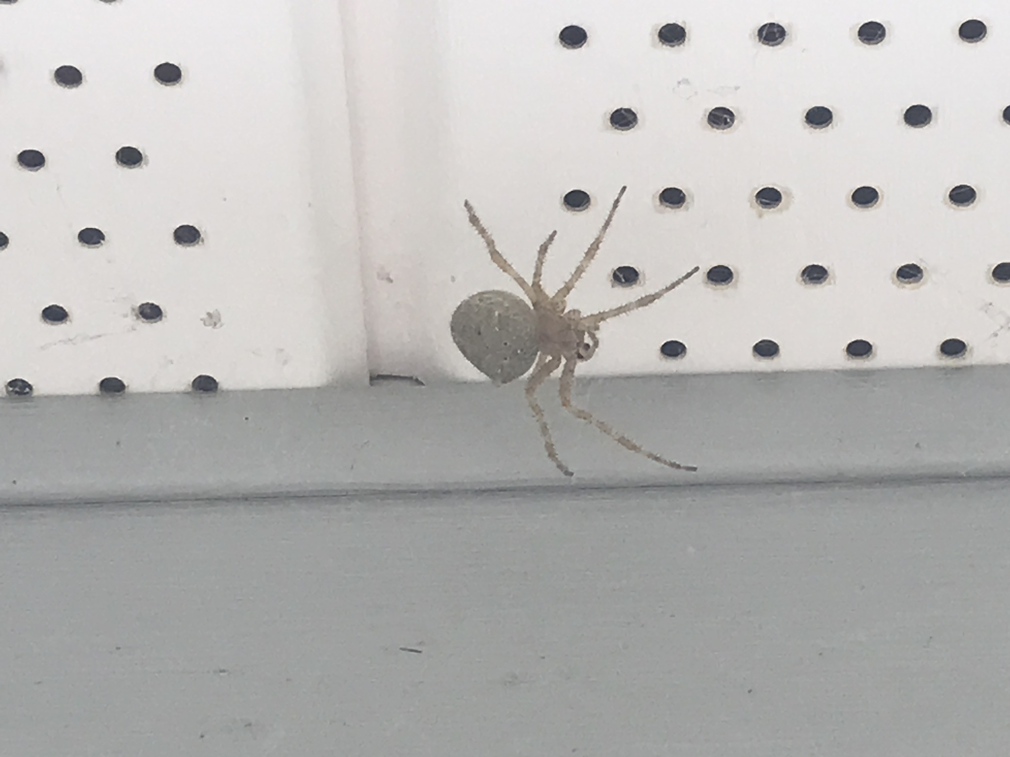 Philodromus - Running Crab Spider - USA Spiders